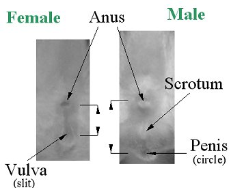 Female Cat Genitalia Diagram